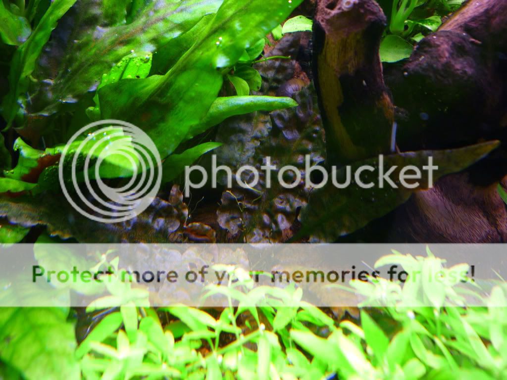 Lego's 20 Long Journal - Geosesarma vivarium in progress! (Pic ...